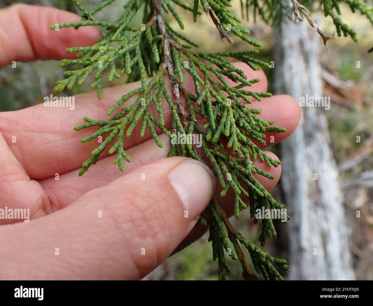 Seaside Juniper (Juniperus maritima Stock Photo - Alamy