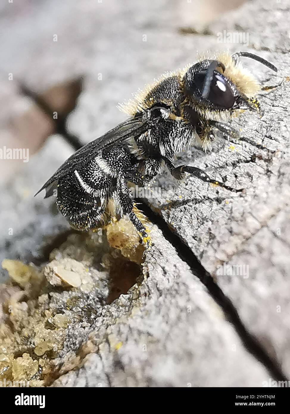 Large-headed Armoured-Resin bee (Heriades truncorum Stock Photo - Alamy