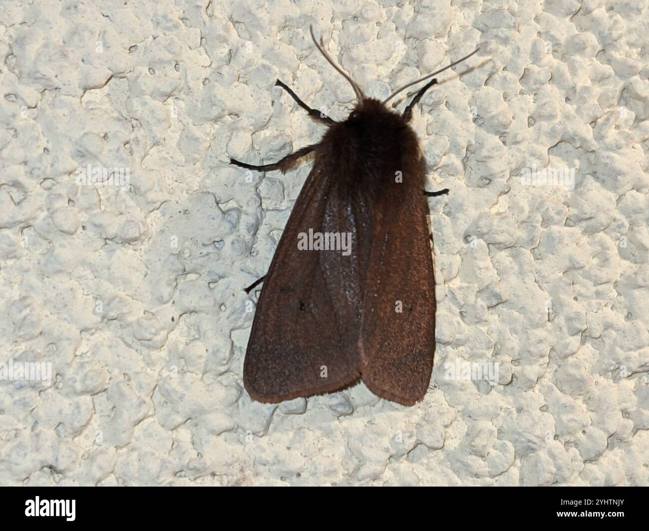 Ruby Tiger Moth (Phragmatobia fuliginosa Stock Photo - Alamy