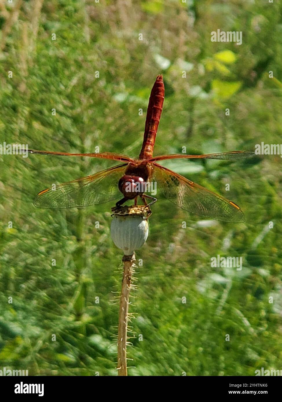 Illotum hi-res stock photography and images - Alamy