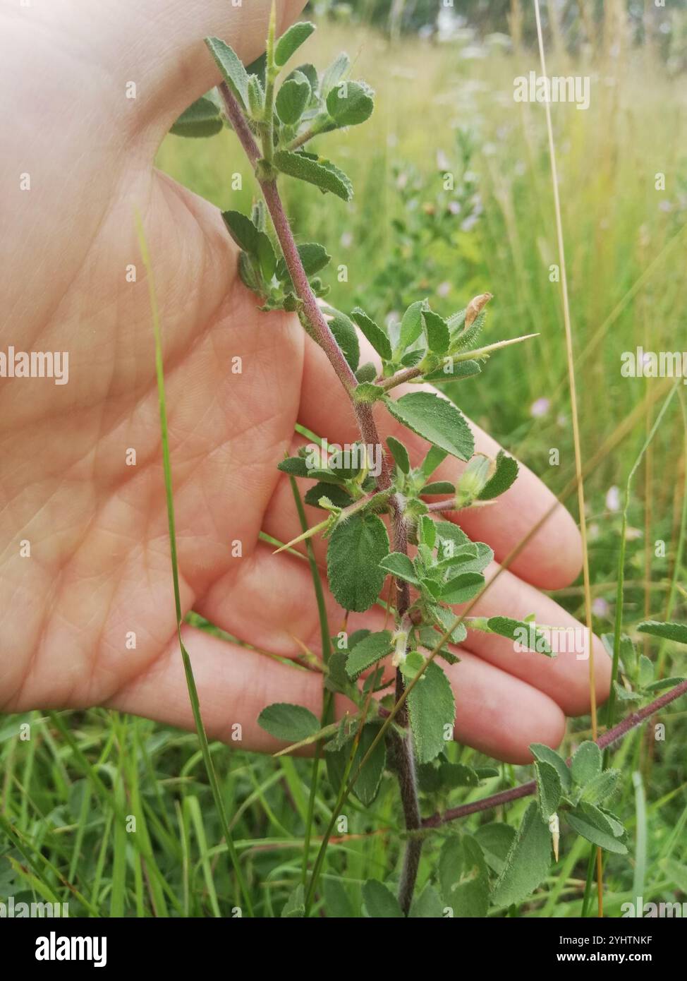 Spiny restharrow (Ononis spinosa Stock Photo - Alamy