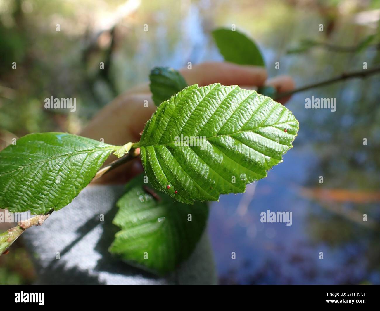 Red Alder (Alnus rubra Stock Photo - Alamy