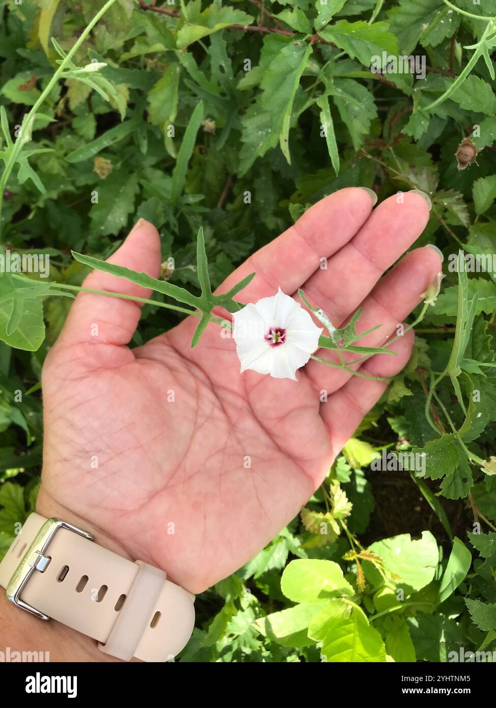 Texas bindweed (Convolvulus equitans Stock Photo - Alamy