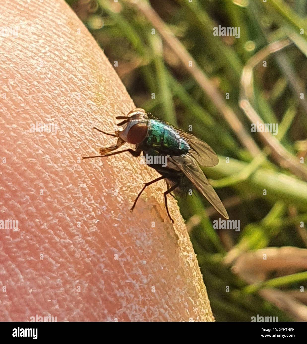 Blow Flies (Calliphoridae Stock Photo - Alamy