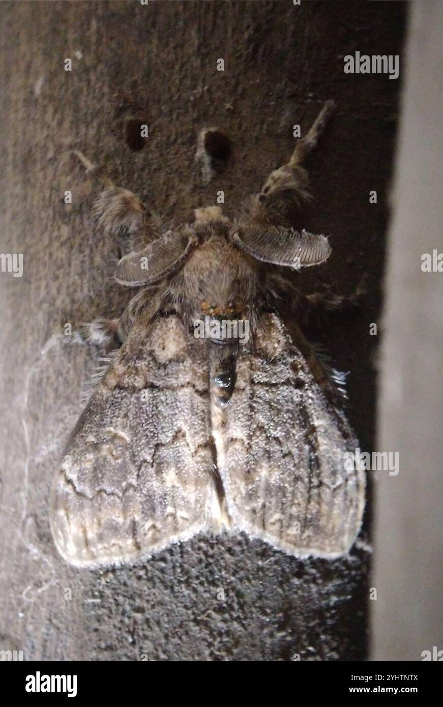 Olene hi-res stock photography and images - Alamy