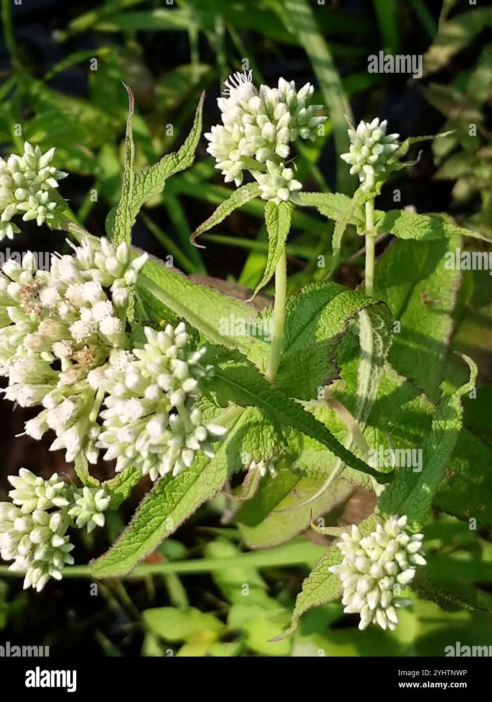 common boneset (Eupatorium perfoliatum Stock Photo - Alamy