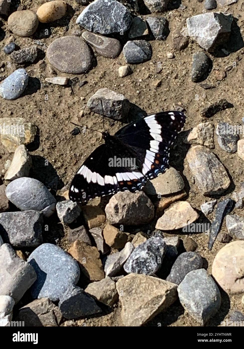 Western White Admiral (Limenitis arthemis rubrofasciata Stock Photo - Alamy