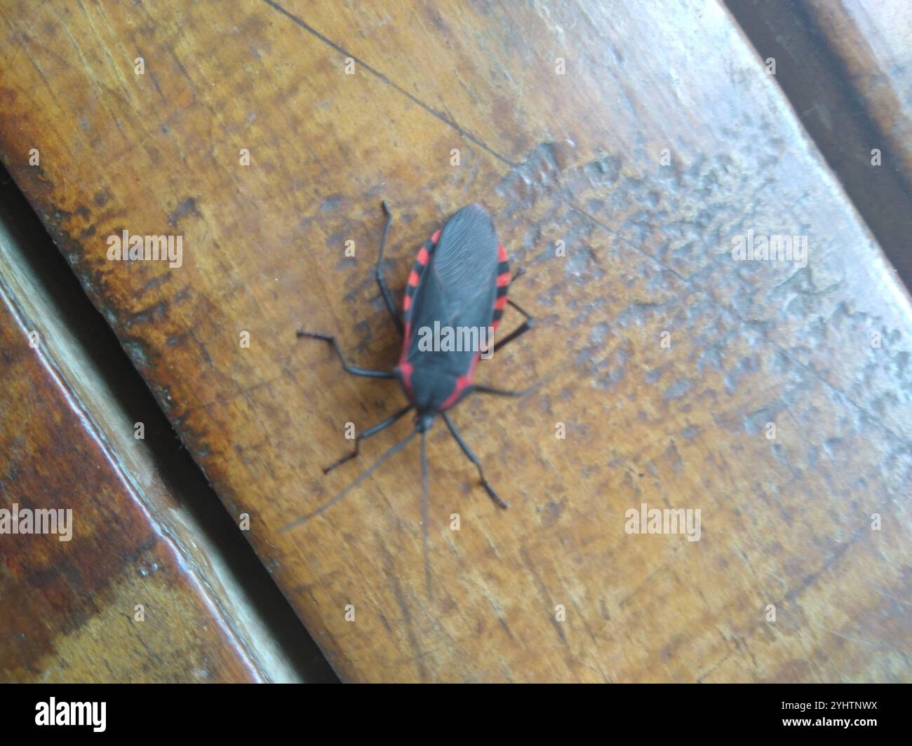 Sephina hi-res stock photography and images - Alamy