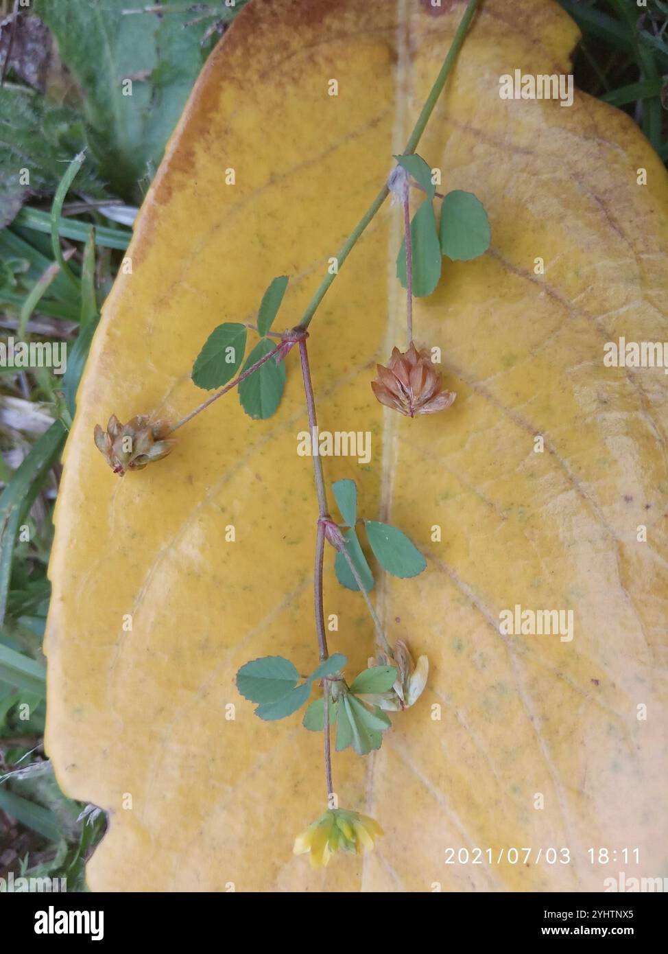 Lesser hop trefoil (Trifolium dubium Stock Photo - Alamy
