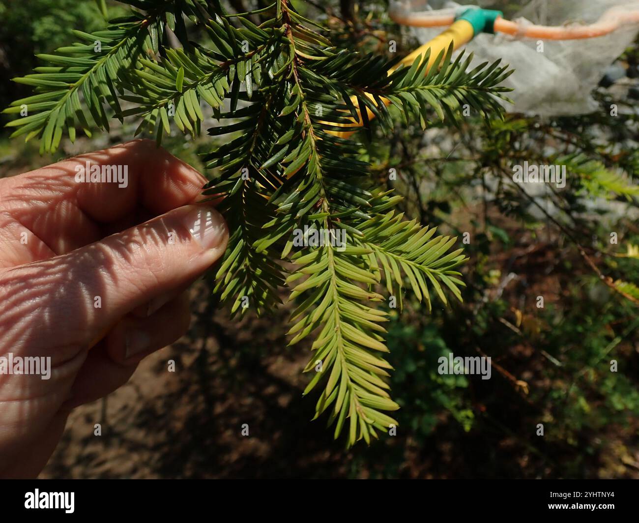 Pacific yew (Taxus brevifolia Stock Photo - Alamy