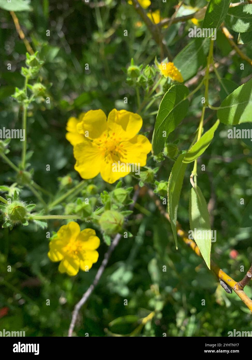 slender cinquefoil (Potentilla gracilis Stock Photo - Alamy