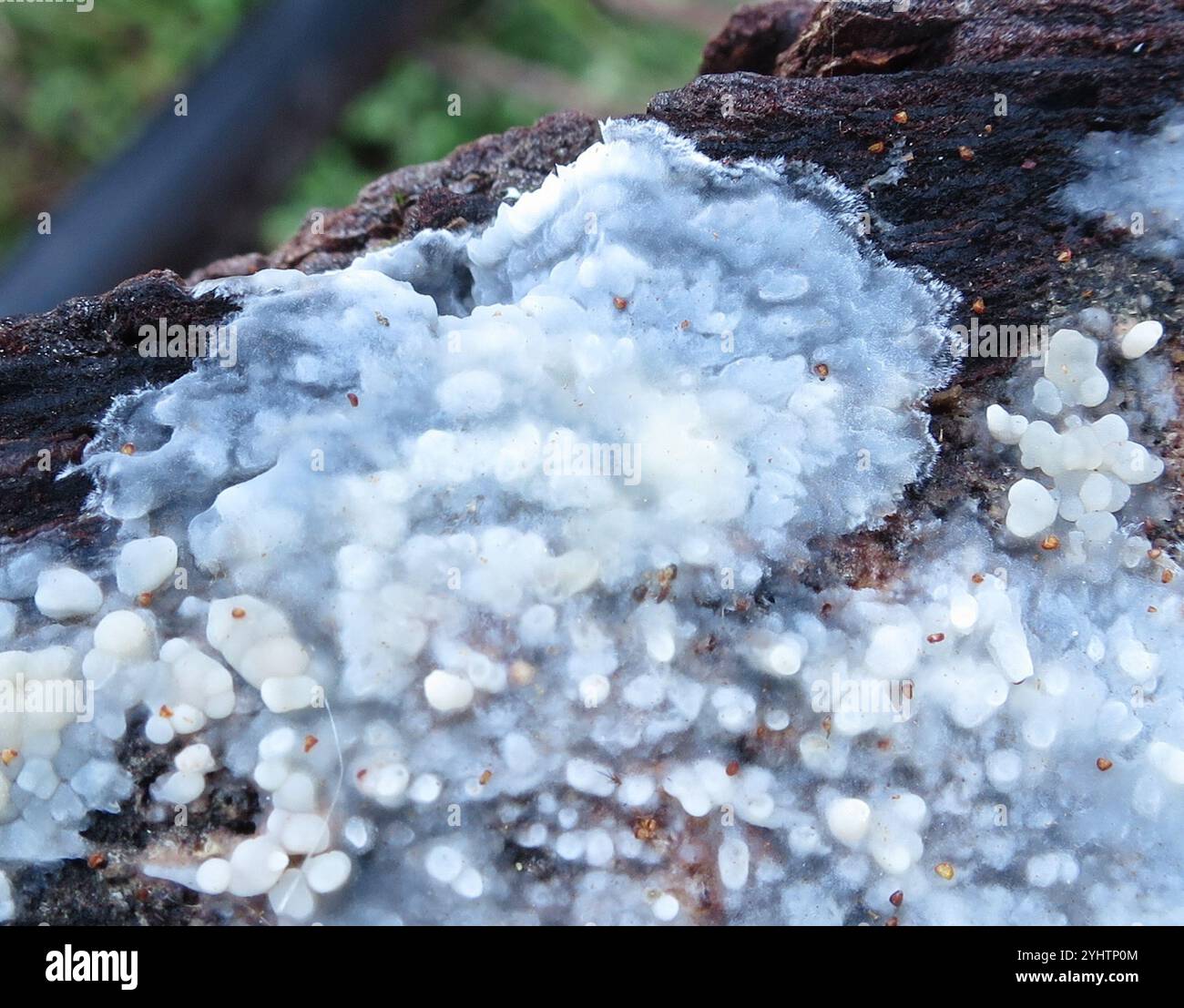 Higher basidiomycetes hi-res stock photography and images - Alamy