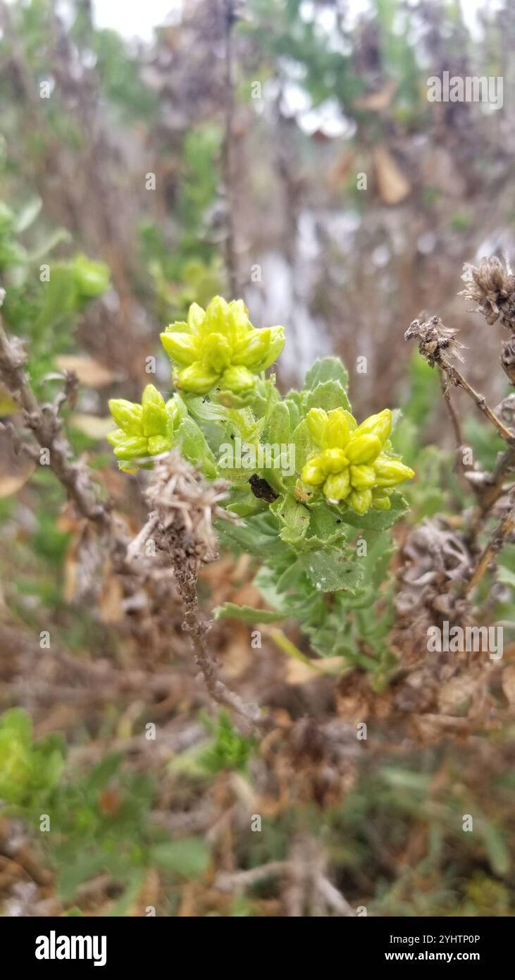 Coastal Goldenbush (Isocoma menziesii Stock Photo - Alamy