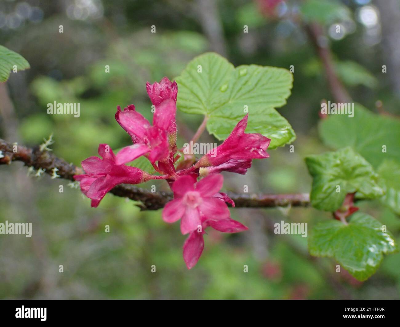Red-flowering Currant (Ribes sanguineum Stock Photo - Alamy