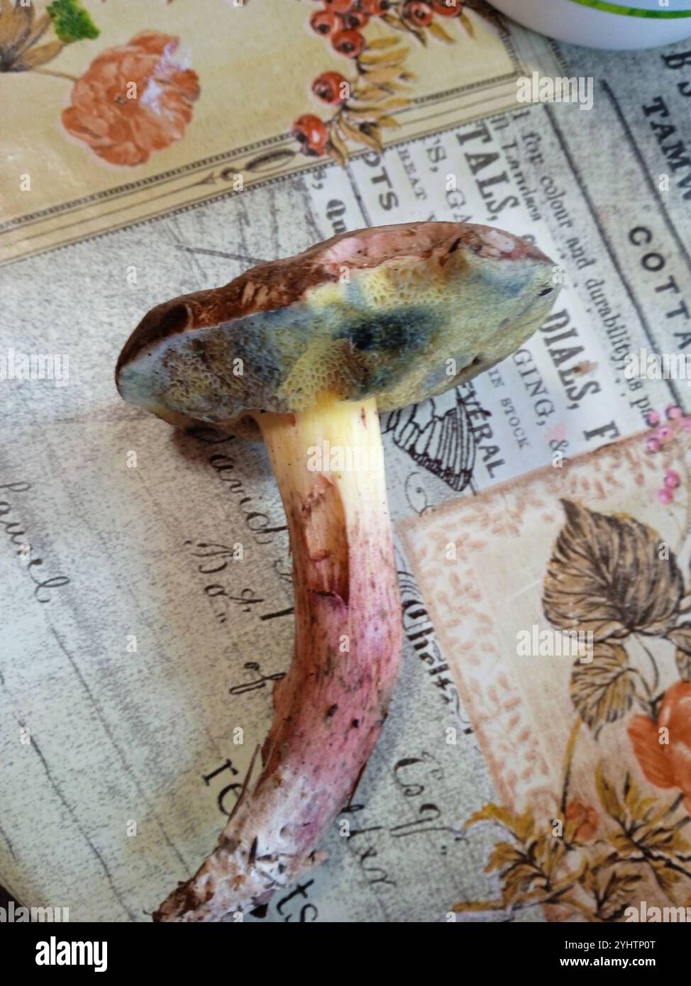 Red-cracking Bolete (Xerocomellus chrysenteron Stock Photo - Alamy