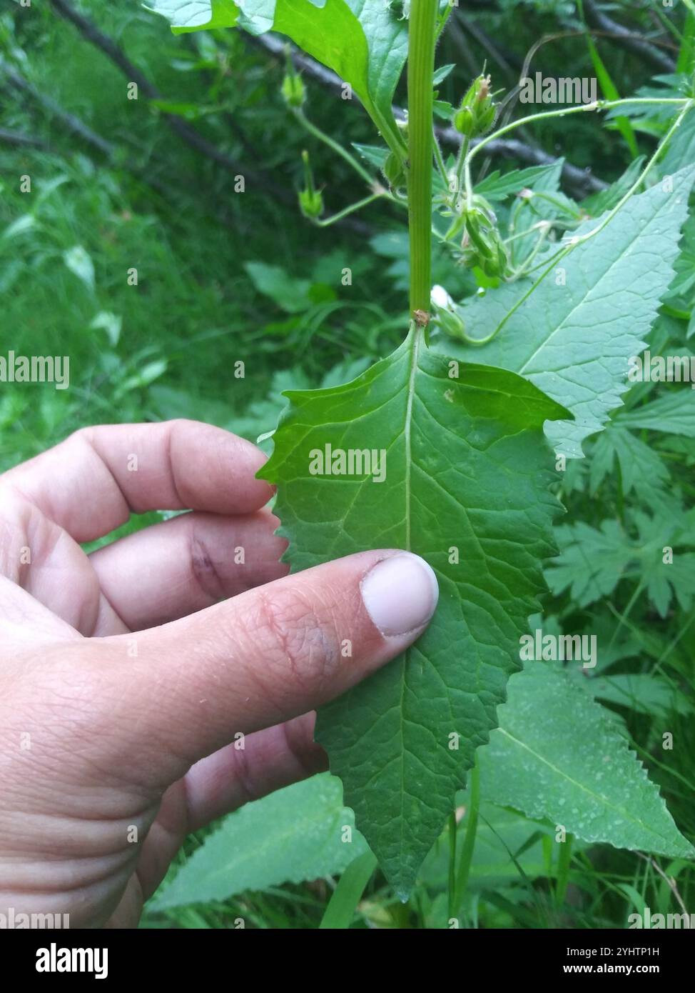 Arrowleaf Senecio (Senecio triangularis Stock Photo - Alamy
