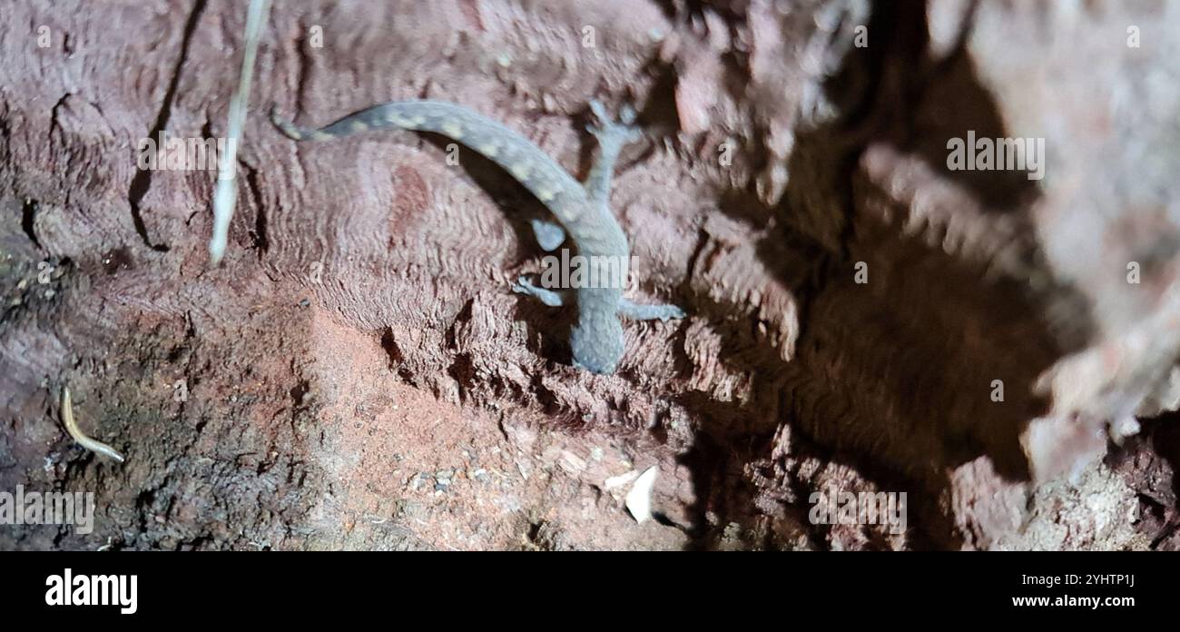 Southern Marbled Gecko (Christinus marmoratus Stock Photo - Alamy