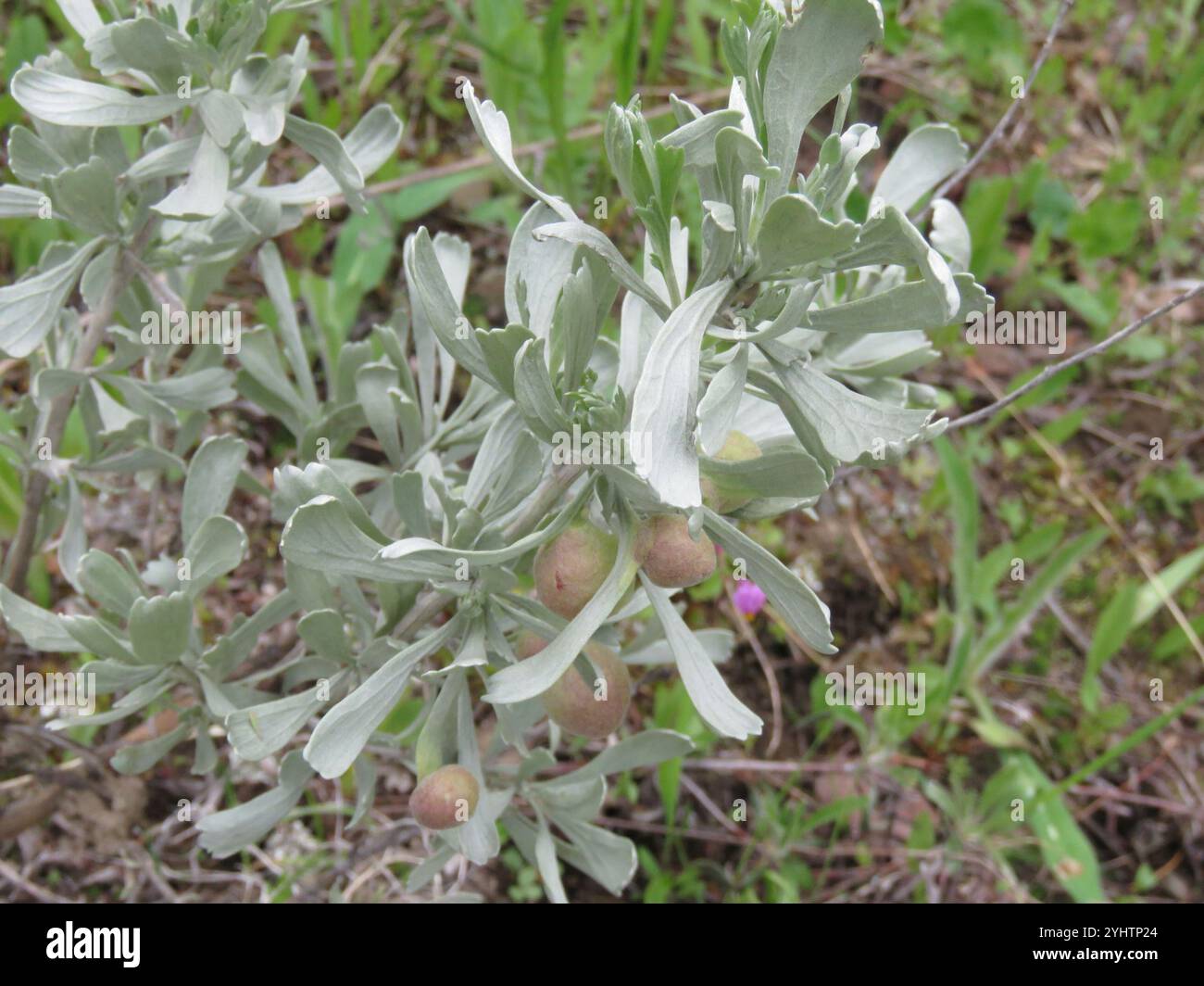 Big Sagebrush (Artemisia tridentata Stock Photo - Alamy