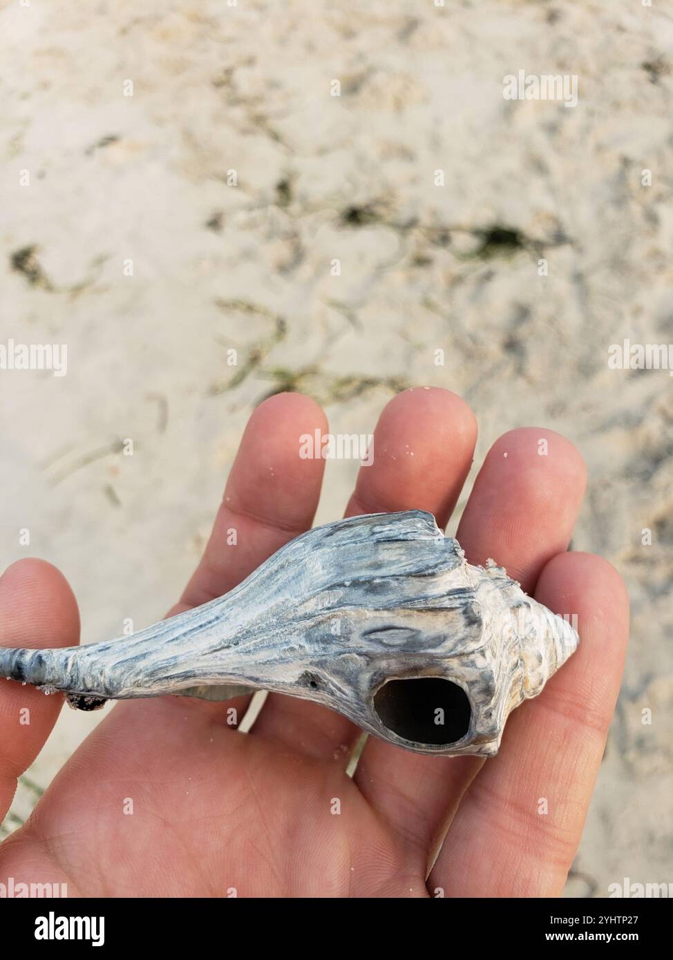 Knobbed Whelk (Busycon carica Stock Photo - Alamy