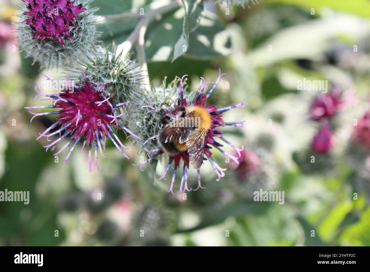 Tree Bumble Bee (Bombus hypnorum Stock Photo - Alamy