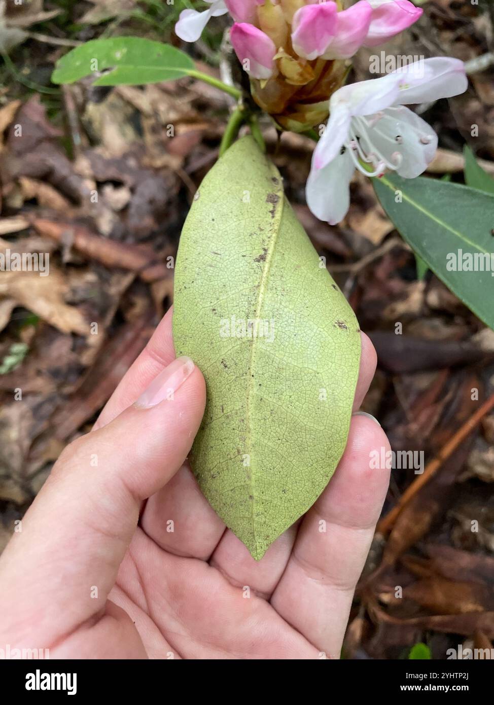great rhododendron (Rhododendron maximum Stock Photo - Alamy