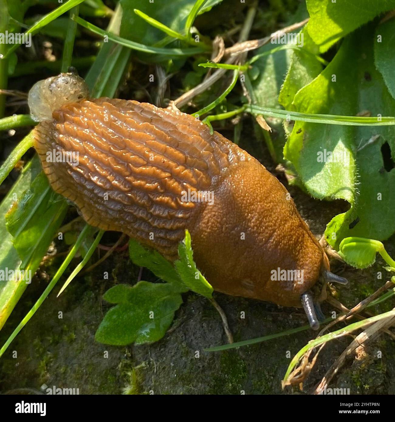Spanish Slug (Arion vulgaris Stock Photo - Alamy