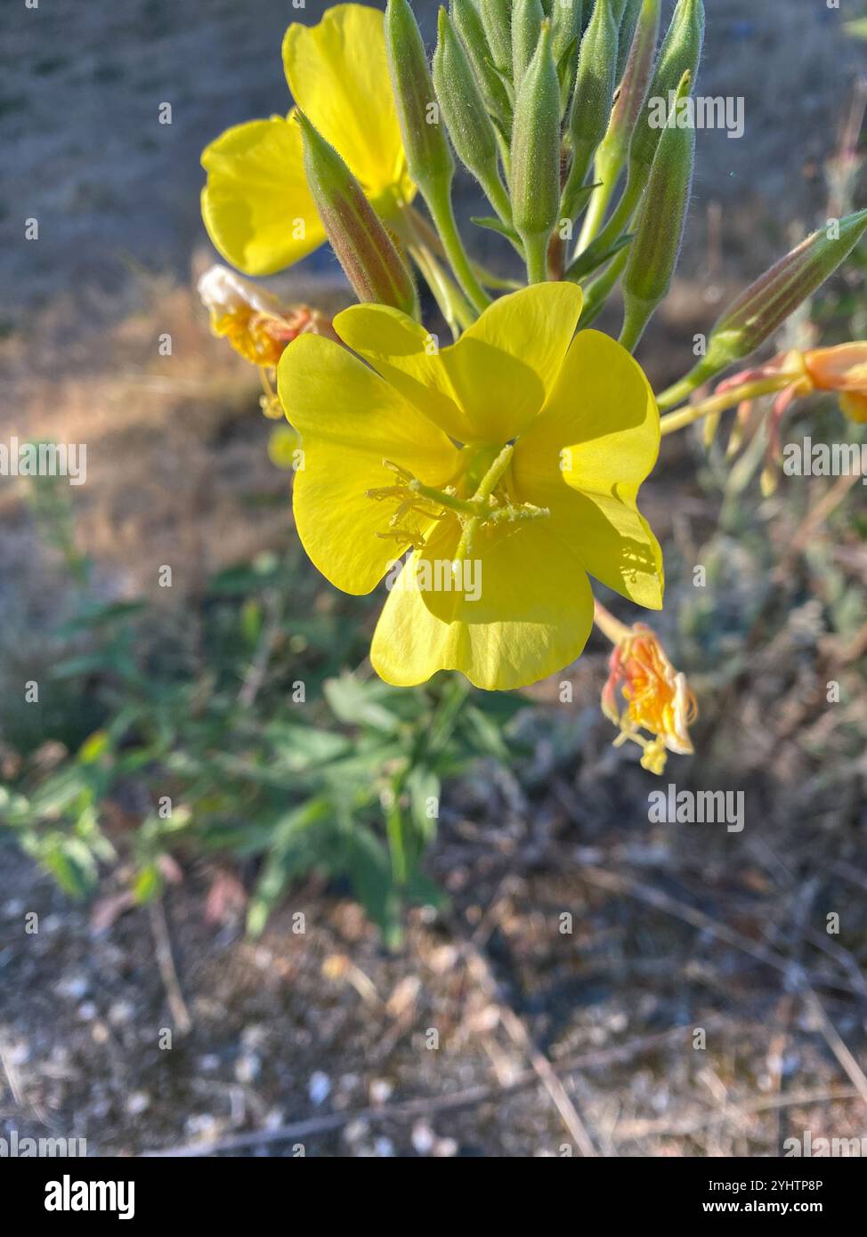 Large-flowered Evening-primrose (Oenothera glazioviana Stock Photo - Alamy