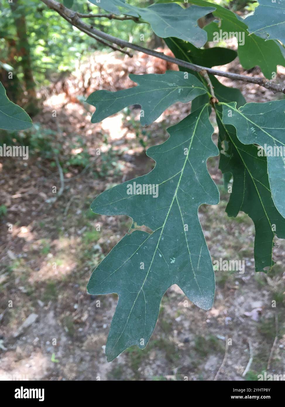 white oak (Quercus alba Stock Photo - Alamy