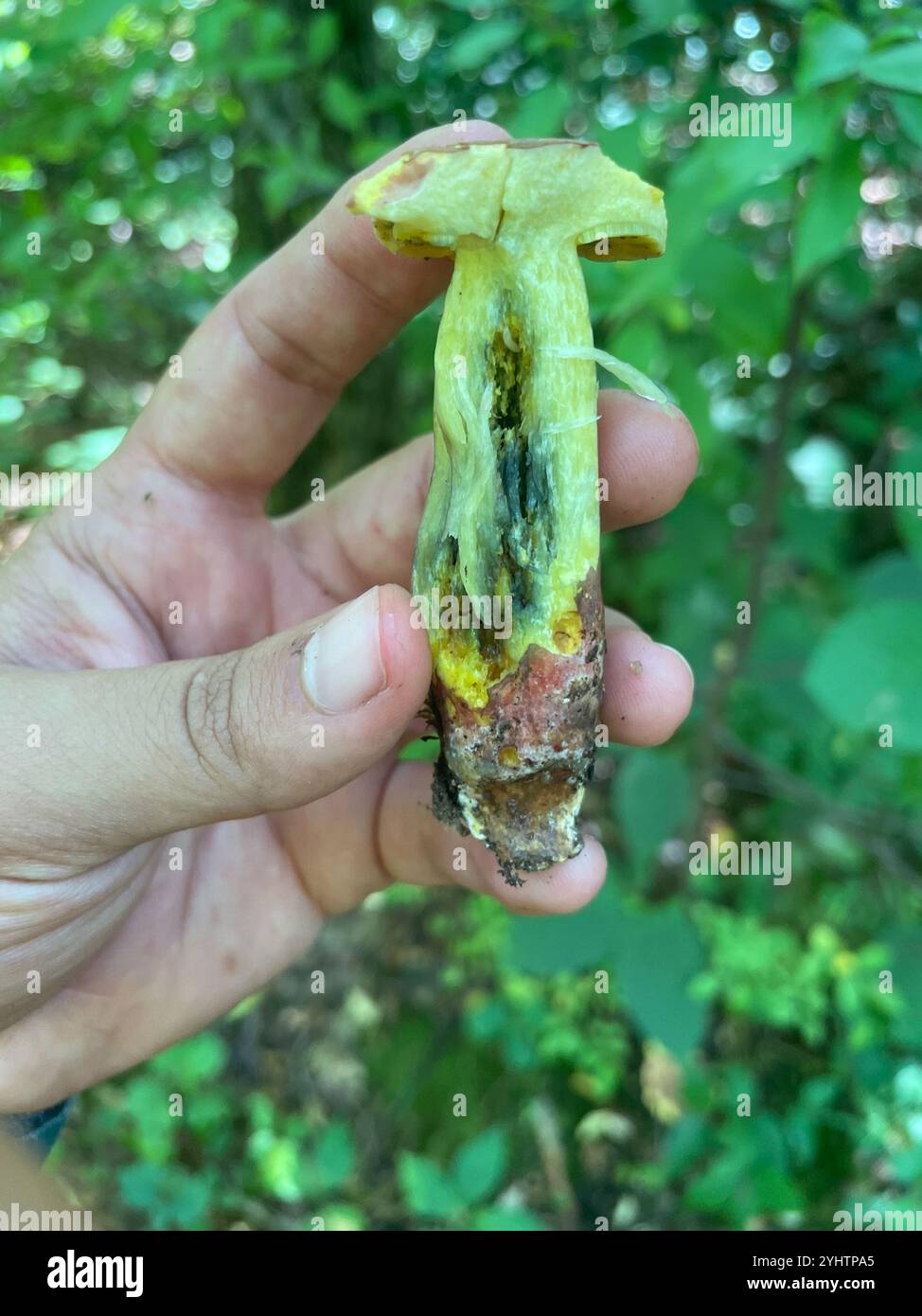 Two colored bolete hi-res stock photography and images - Alamy