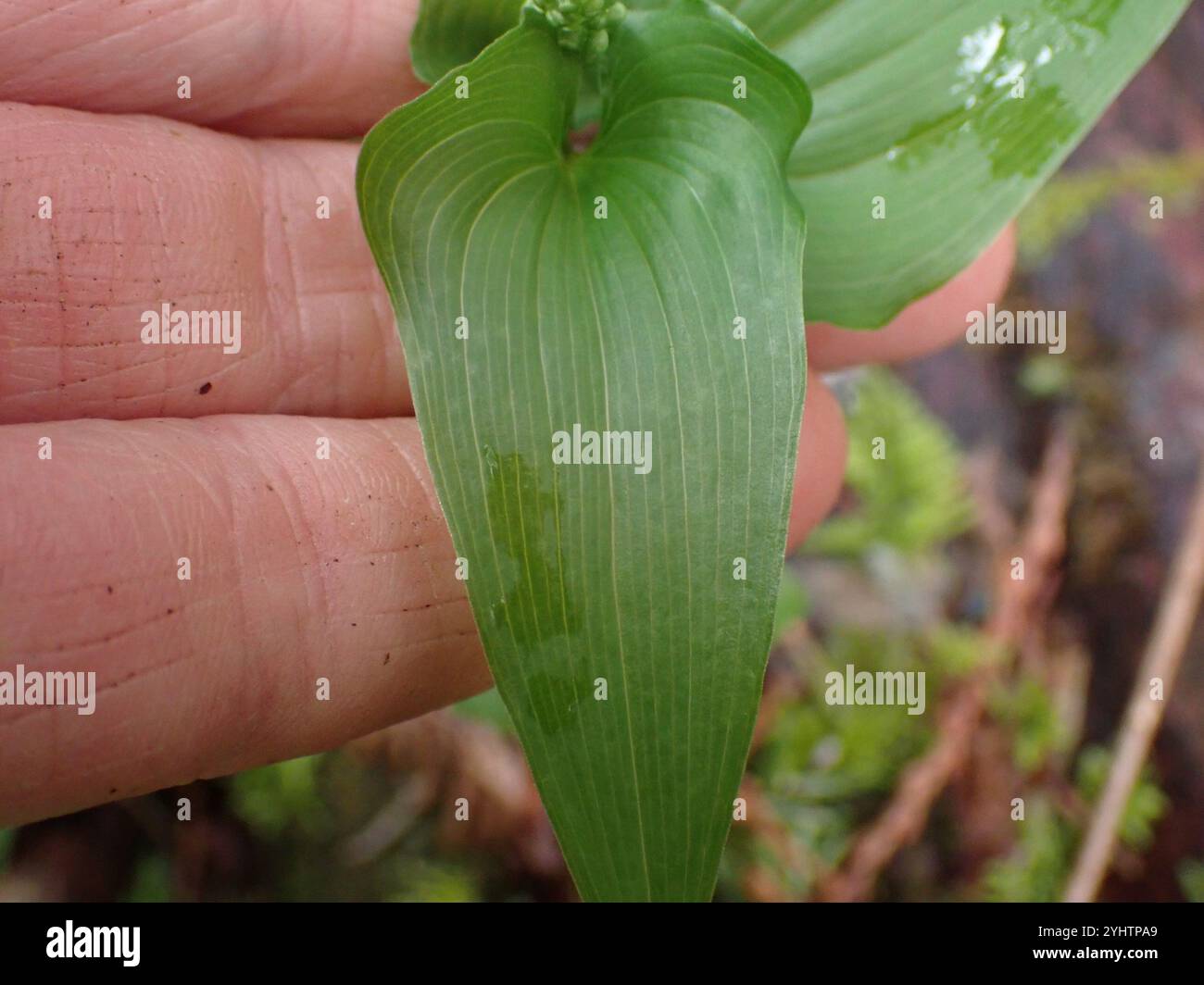 Western Lily of the Valley (Maianthemum dilatatum Stock Photo - Alamy