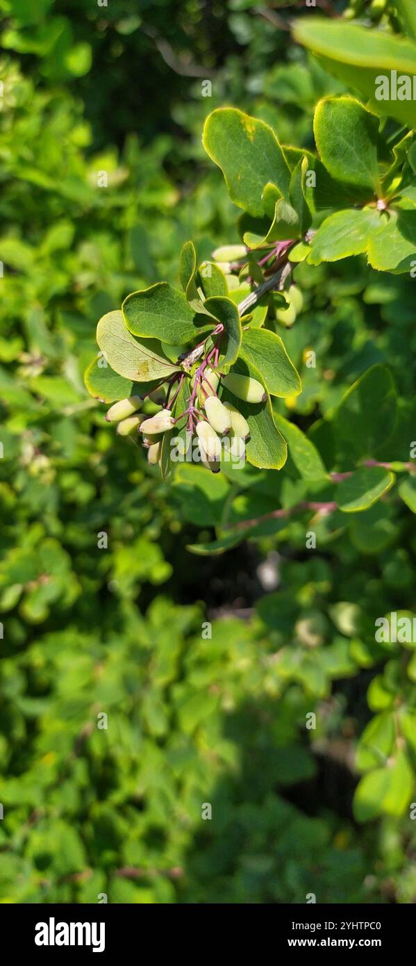 European barberry (Berberis vulgaris Stock Photo - Alamy
