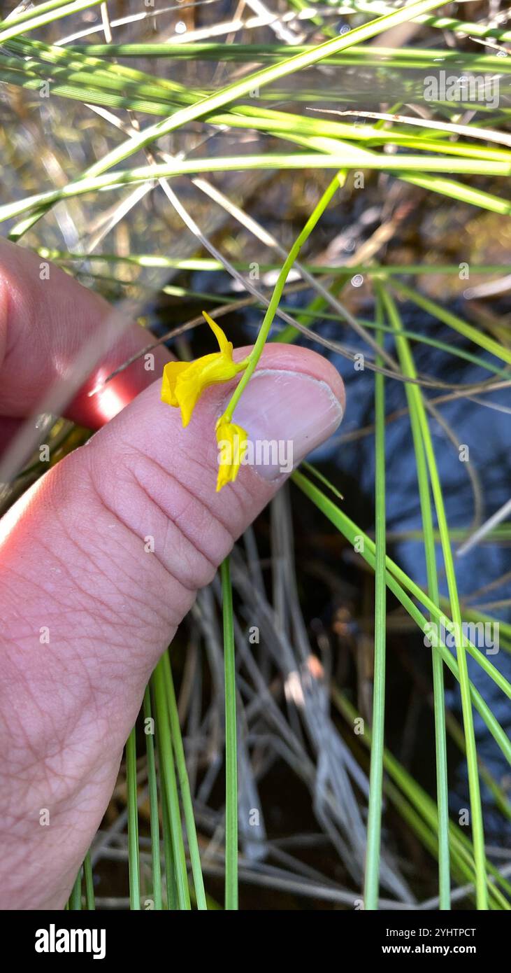 Horned Bladderwort (Utricularia cornuta Stock Photo - Alamy