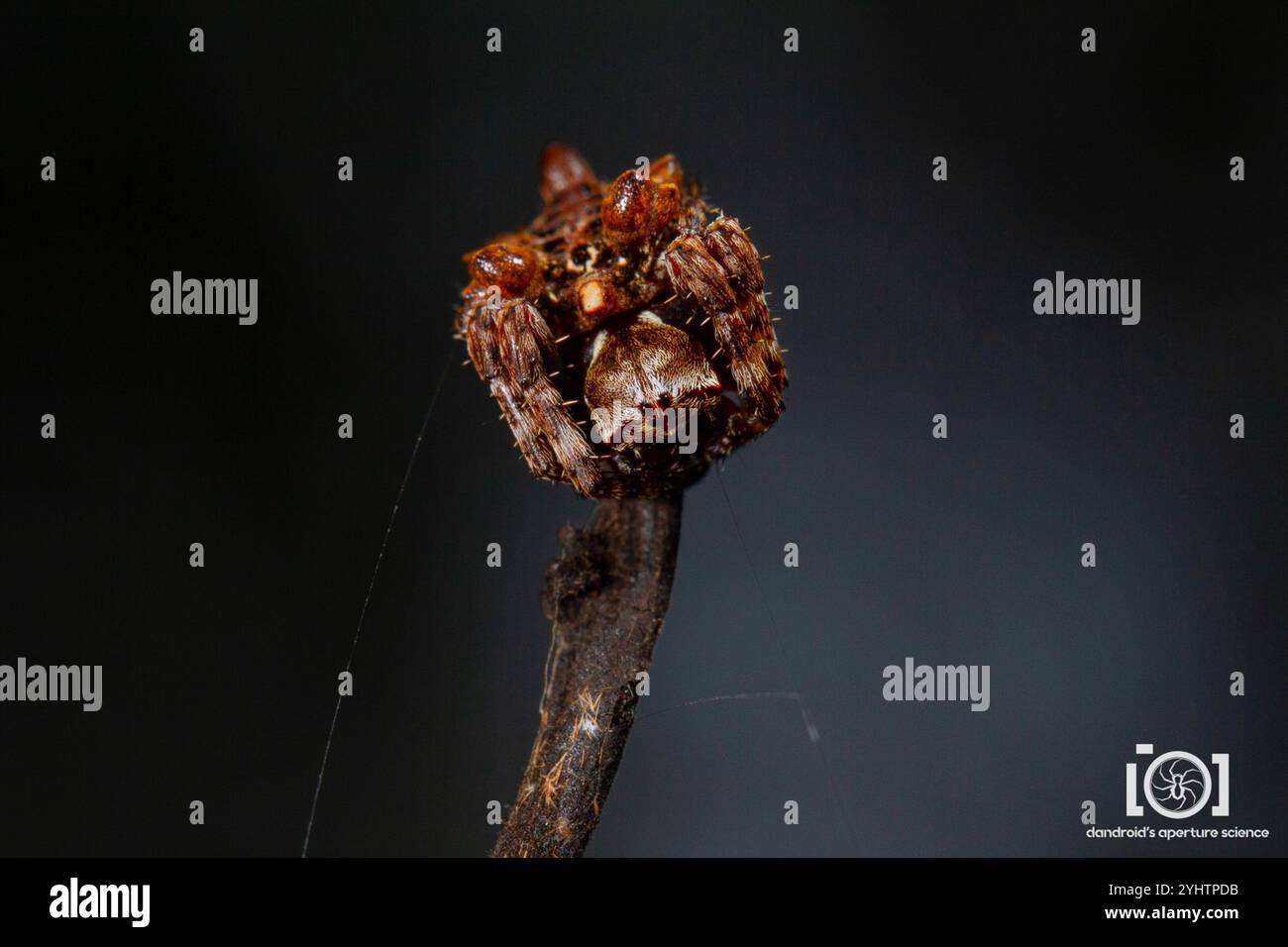 Star-bellied Orb-web Spiders (Acanthepeira Stock Photo - Alamy