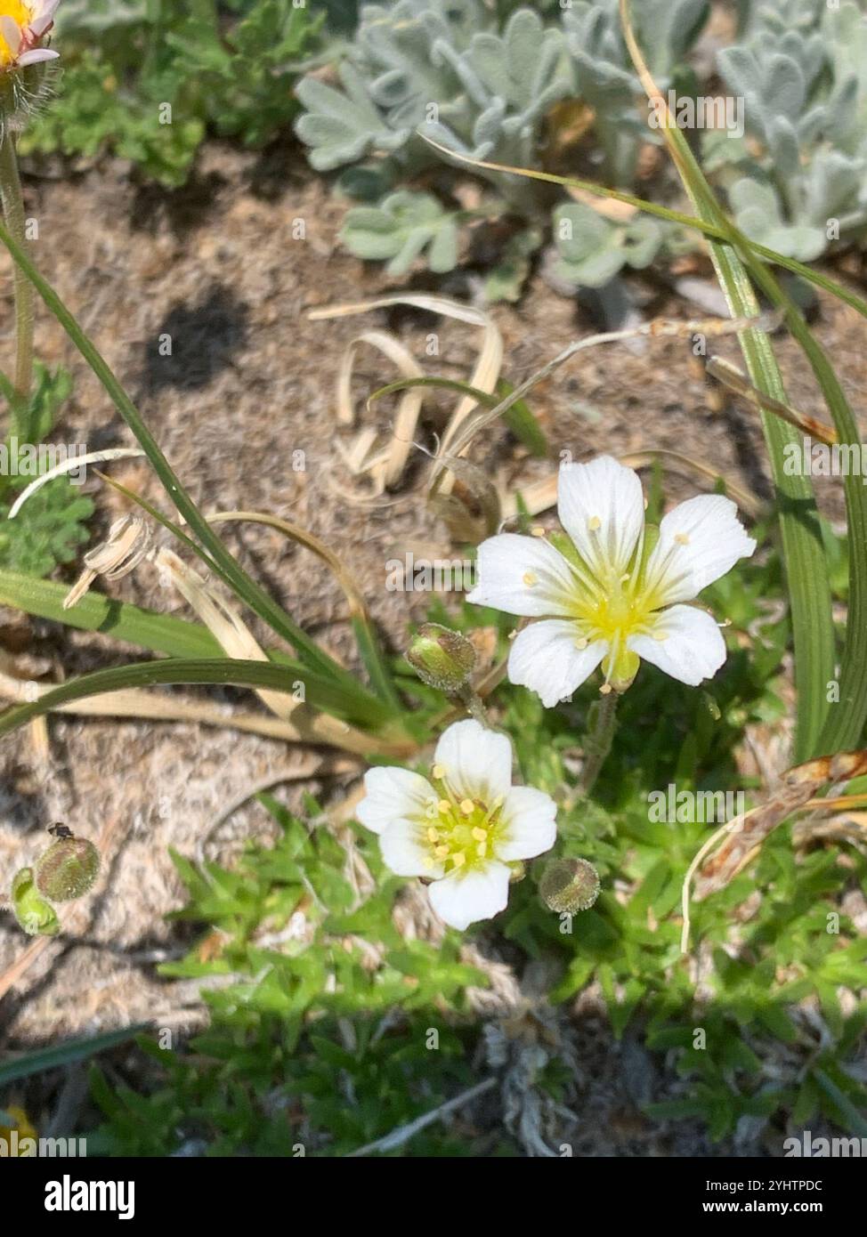 alpine sandwort (Cherleria obtusiloba Stock Photo - Alamy