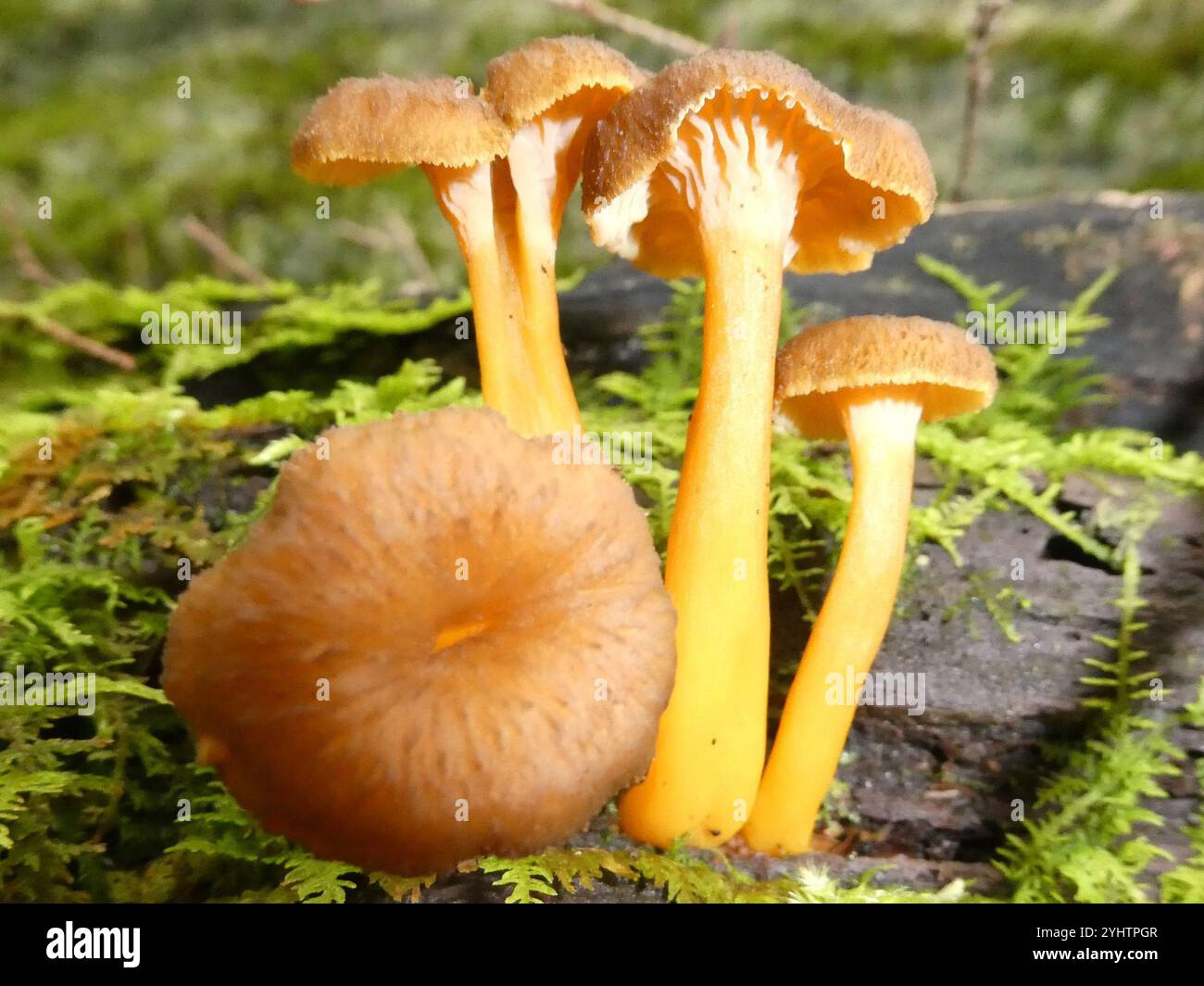 Yellowfoot (Craterellus tubaeformis Stock Photo - Alamy