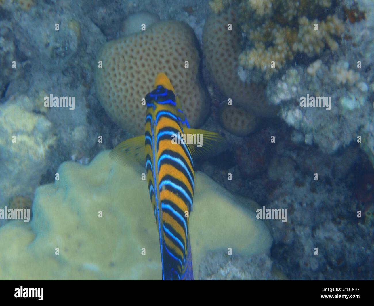Regal Angelfish (Pygoplites diacanthus Stock Photo - Alamy