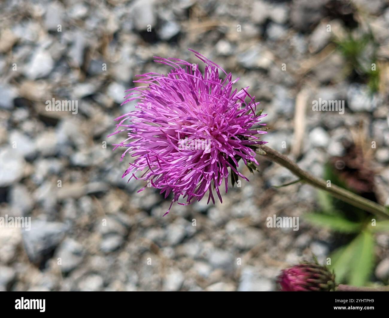 Alpine Thistle (Carduus defloratus Stock Photo - Alamy