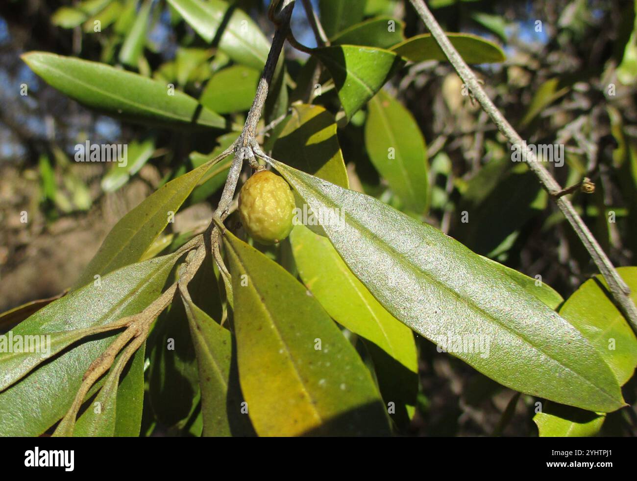 African olive (Olea europaea cuspidata Stock Photo - Alamy