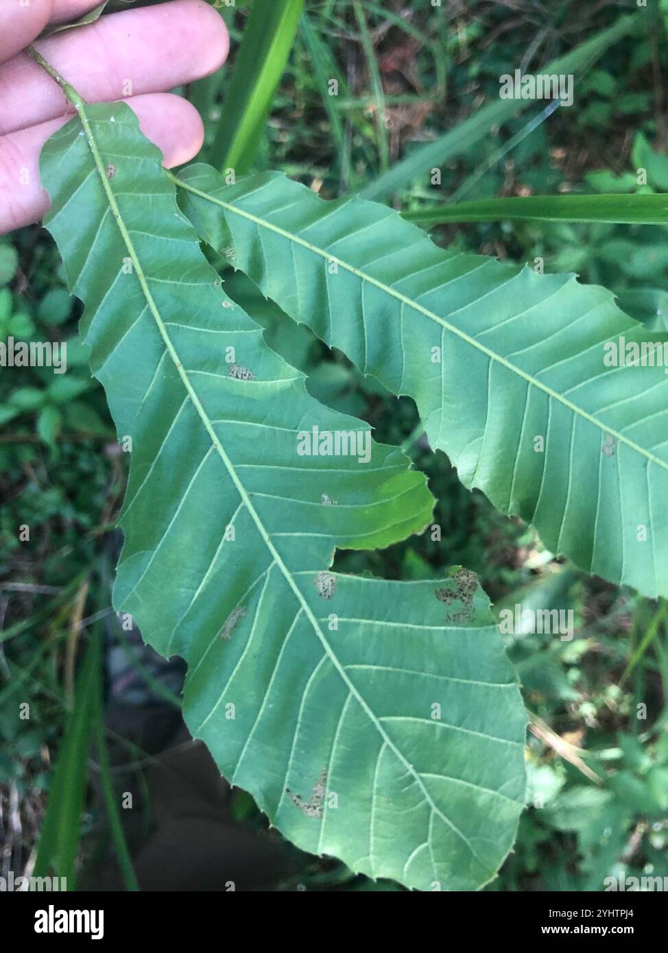 Sawtooth oak (Quercus acutissima Stock Photo - Alamy