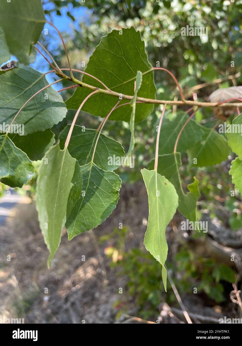 Fremont Cottonwood (Populus fremontii Stock Photo - Alamy