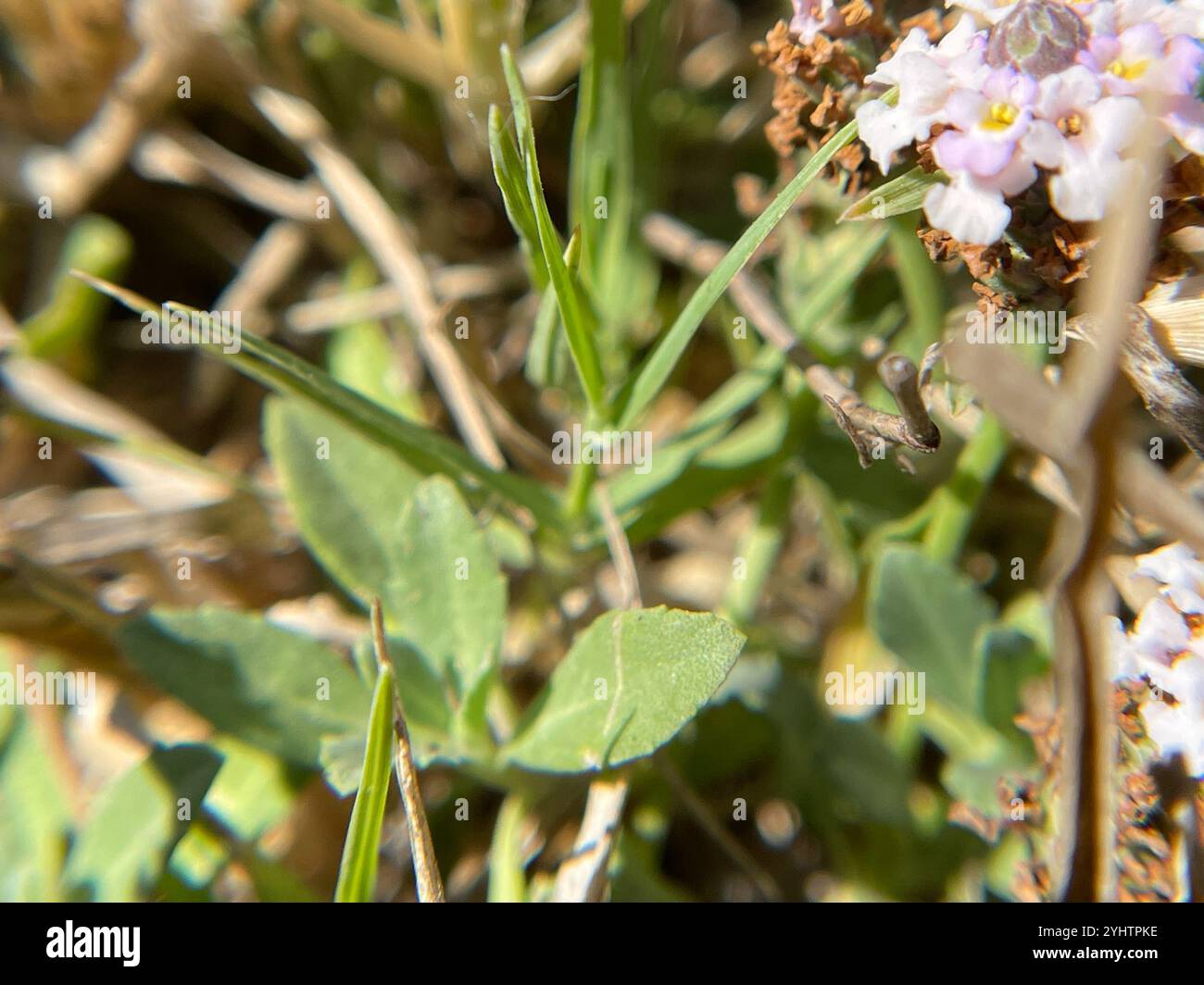 turkey tangle frogfruit (Phyla nodiflora Stock Photo - Alamy