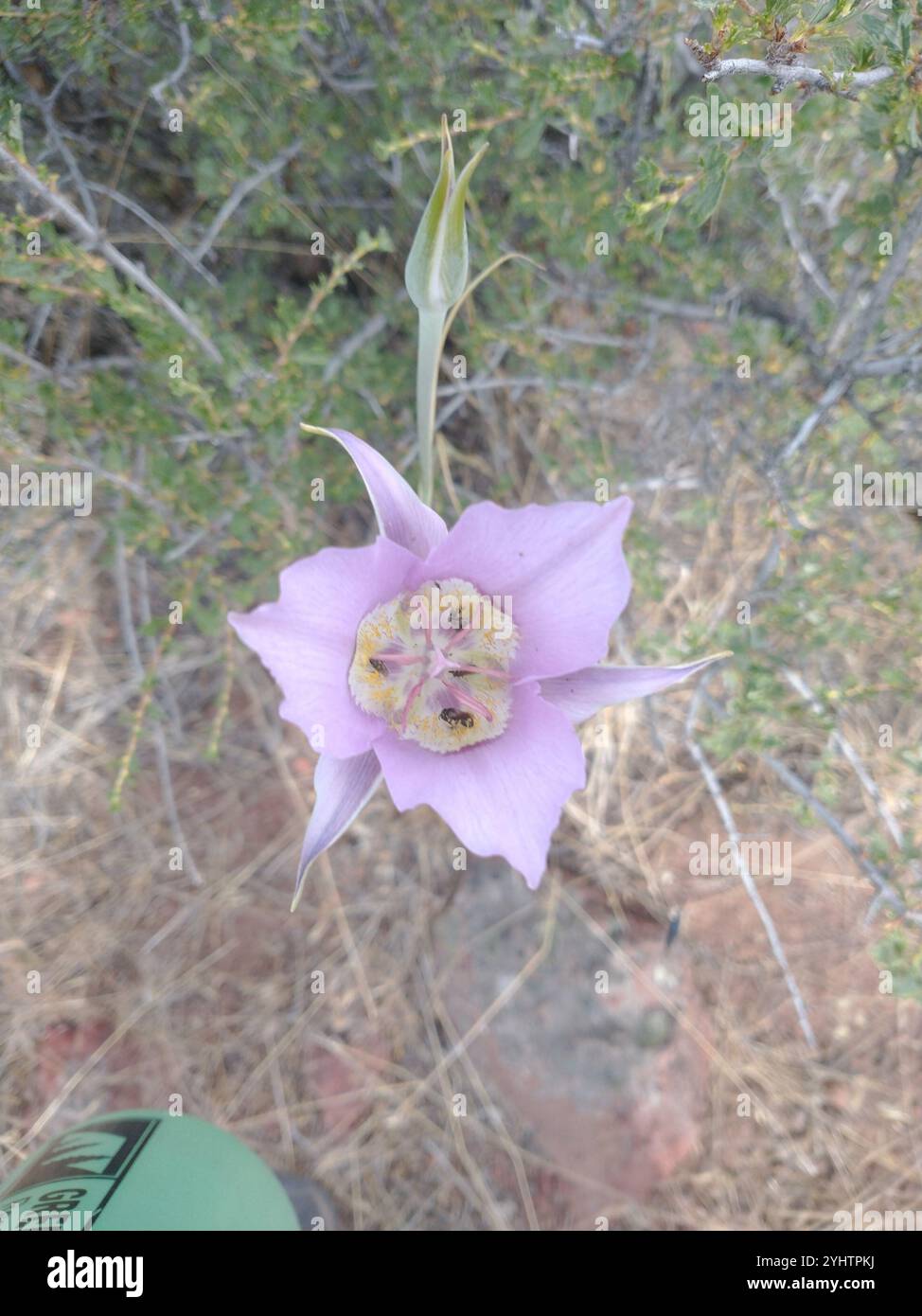 Sagebrush Mariposa Lily (Calochortus macrocarpus Stock Photo - Alamy