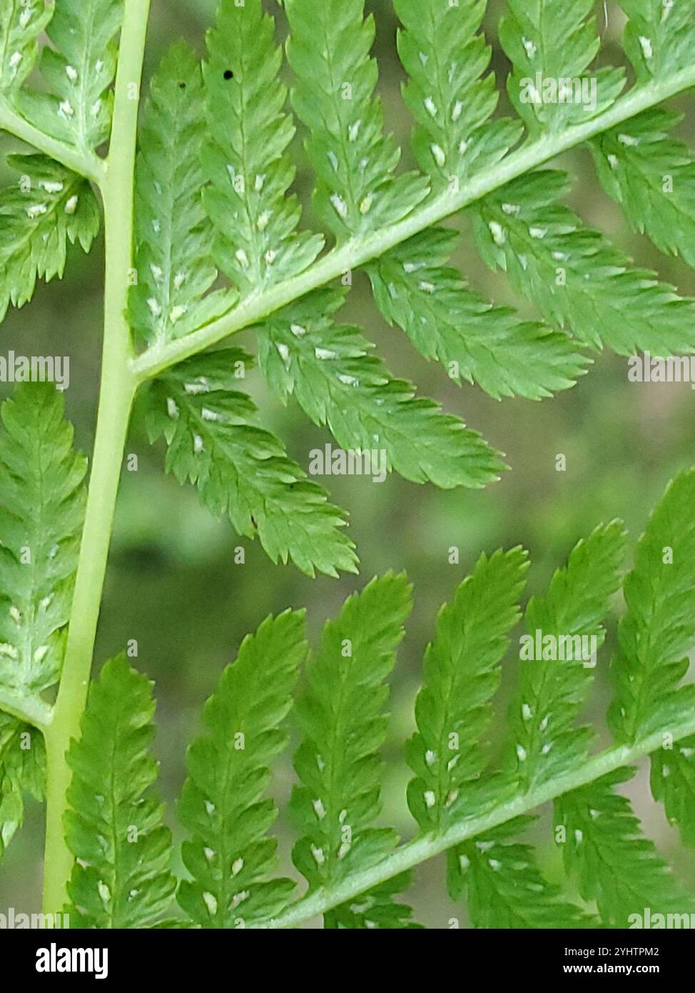 northern lady fern (Athyrium angustum Stock Photo - Alamy