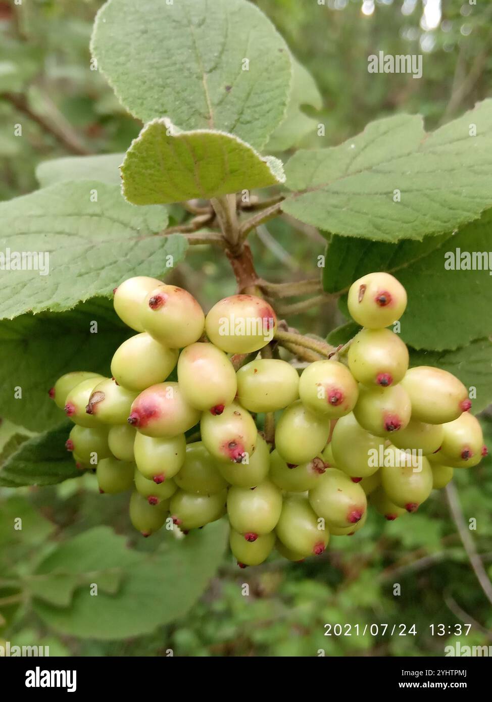 Wayfaring-tree (Viburnum lantana Stock Photo - Alamy