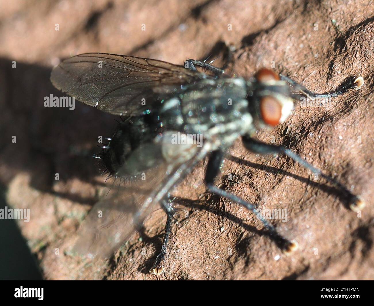 Common Flesh Flies (Sarcophaga Stock Photo - Alamy
