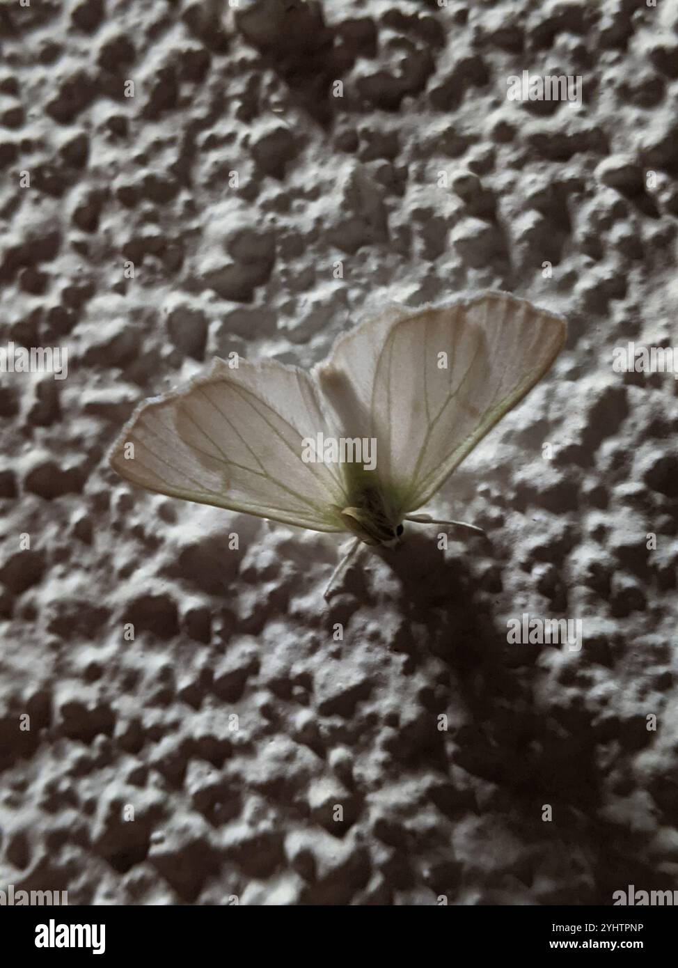 Ennomos subsignaria hi-res stock photography and images - Alamy