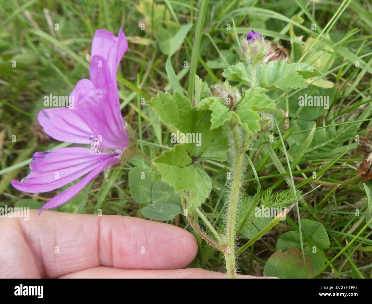 Common Mallow (Malva sylvestris Stock Photo - Alamy