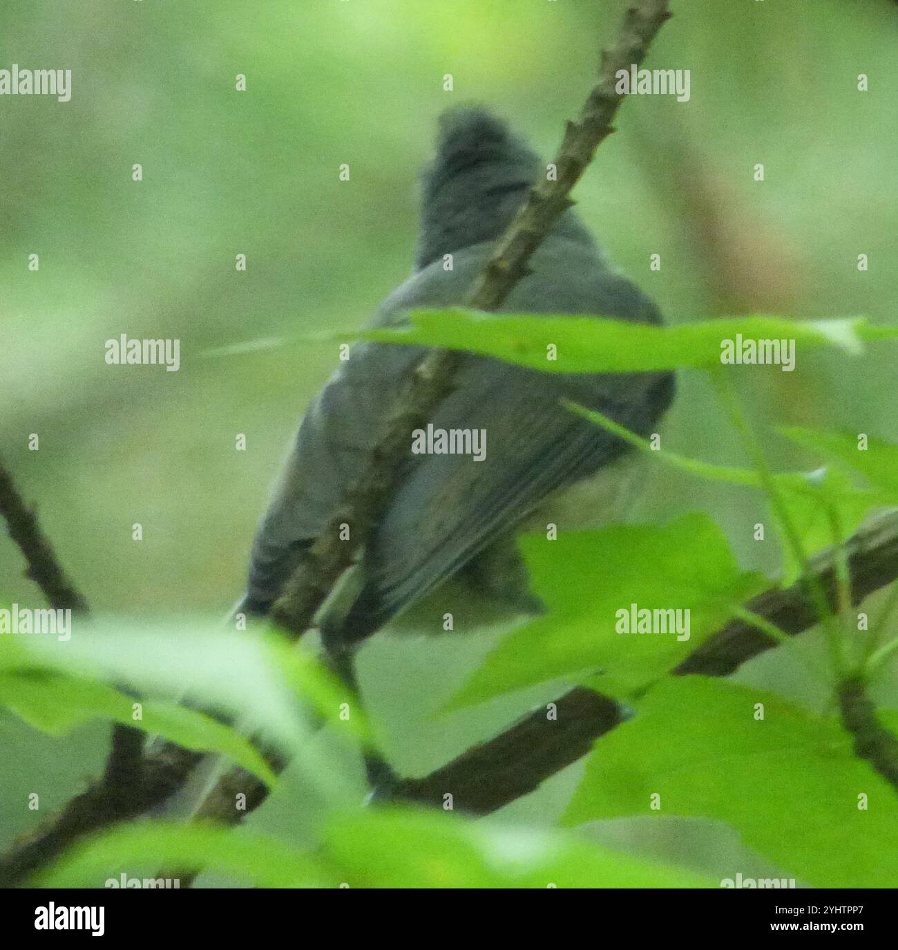 Tufted Titmouse (Baeolophus bicolor Stock Photo - Alamy