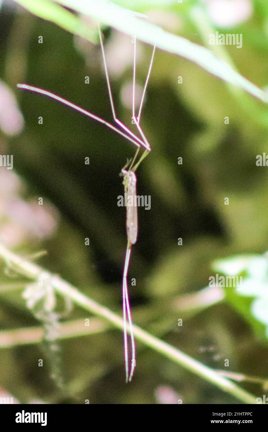 Typical Crane Flies (Tipuloidea Stock Photo - Alamy