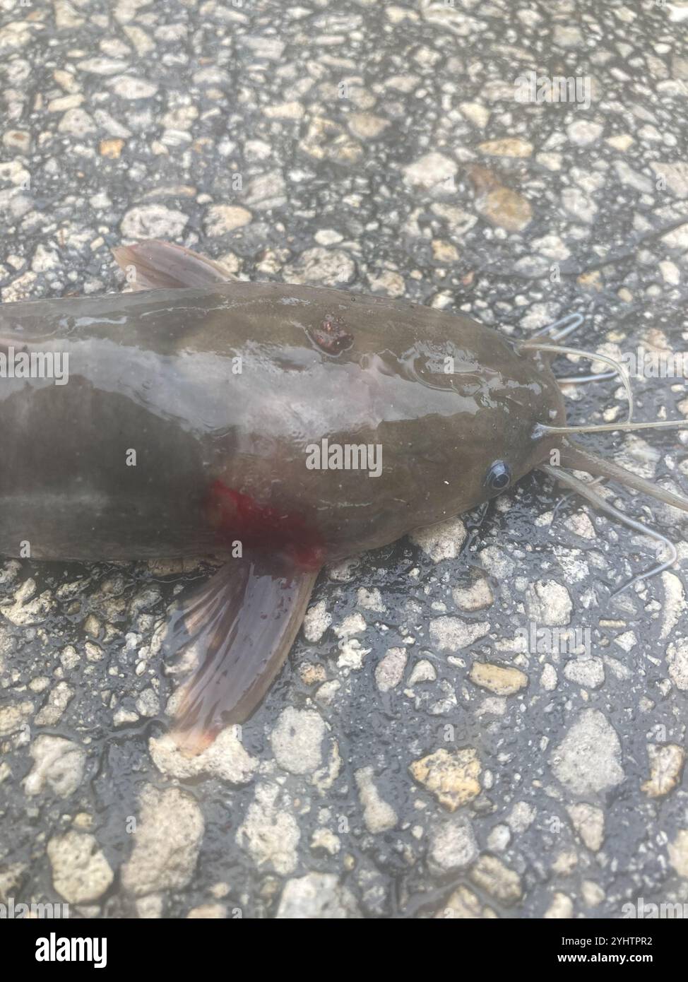 Walking Catfish (Clarias batrachus Stock Photo - Alamy